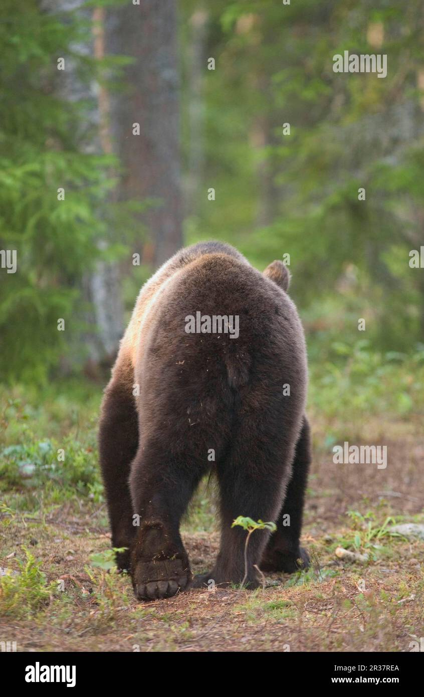 European brown bears (Ursus arctos), European Brown Bear, bears ...
