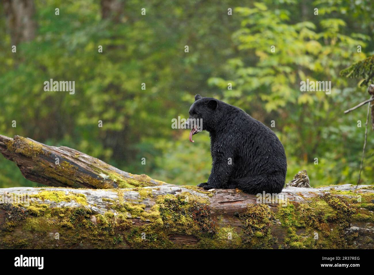 American Black Bear (Ursus americanus kermodei) adult, with tongue ...