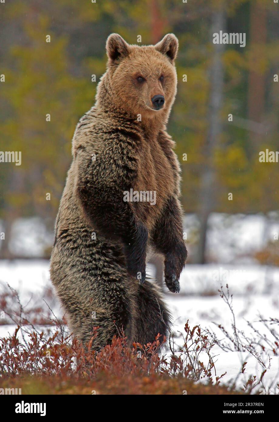 European Brown Bear, european brown bears (Ursus arctos arctos ...