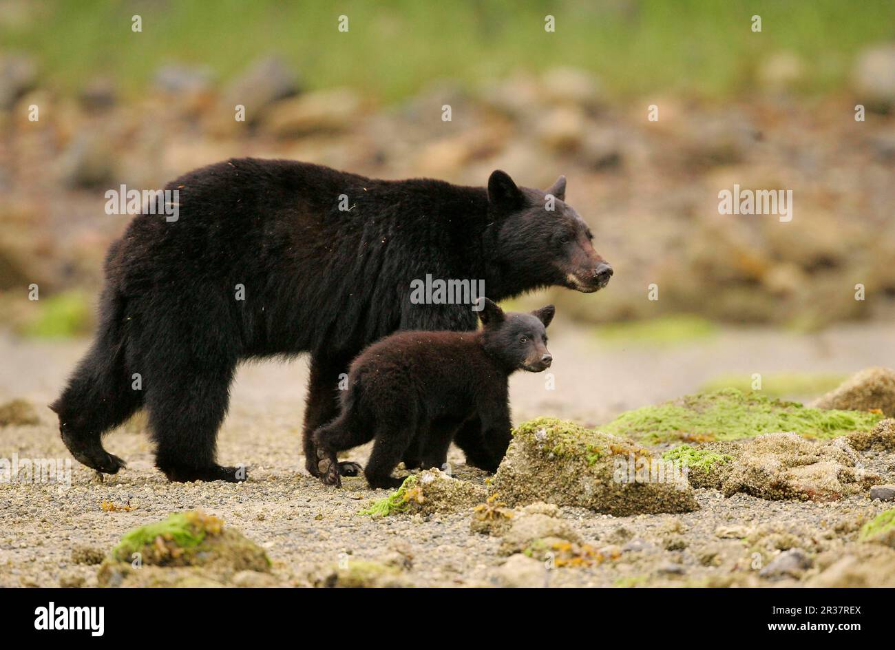 American Black Bear (Ursus americanus), american black bear, bears ...