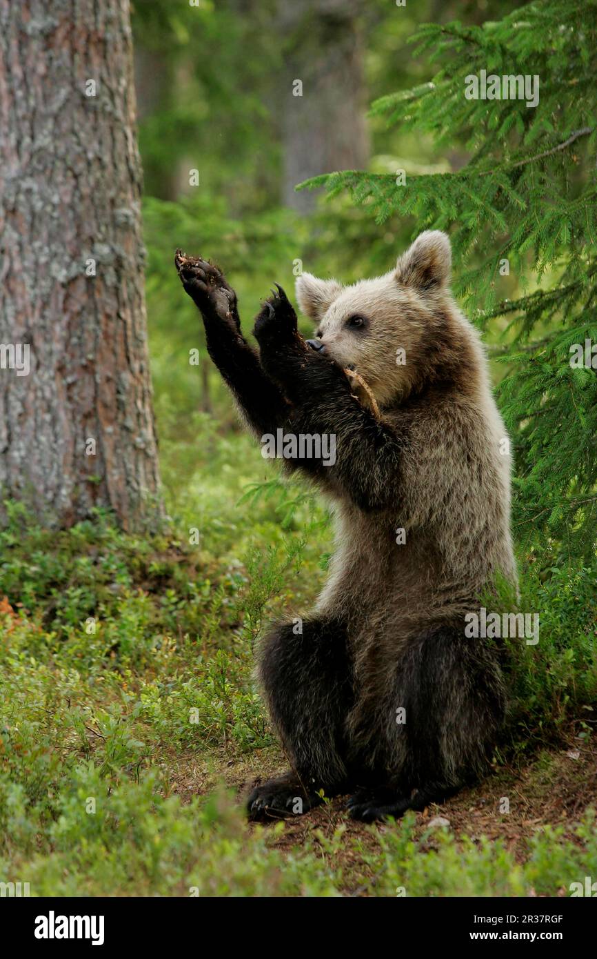 European Brown Bear, European brown bears (Ursus arctos), European ...
