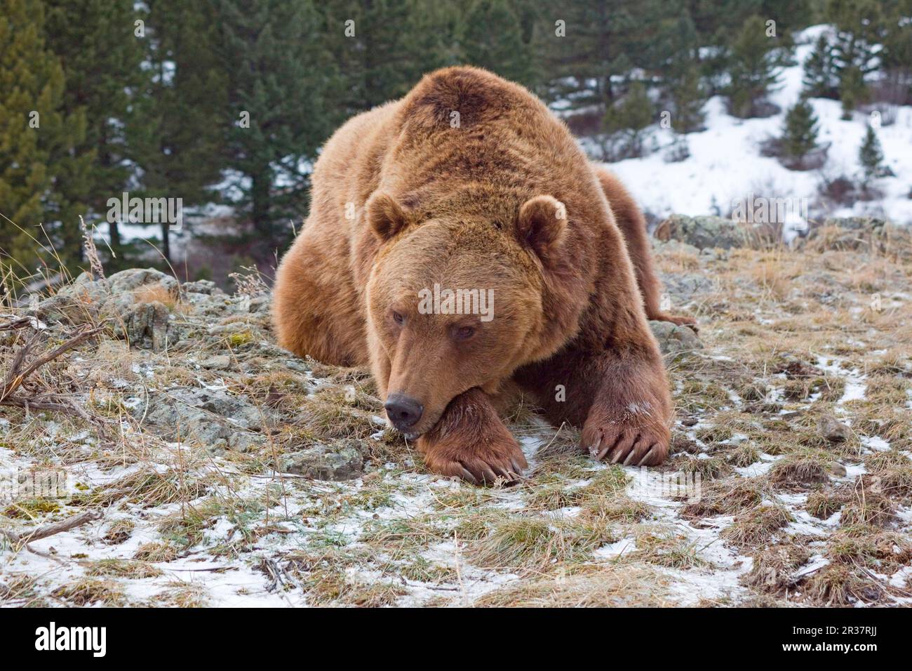 Grizzly Bear (Ursus arctos horribilis) adult, resting head on paw, in snow, Montana, U. S. A ...