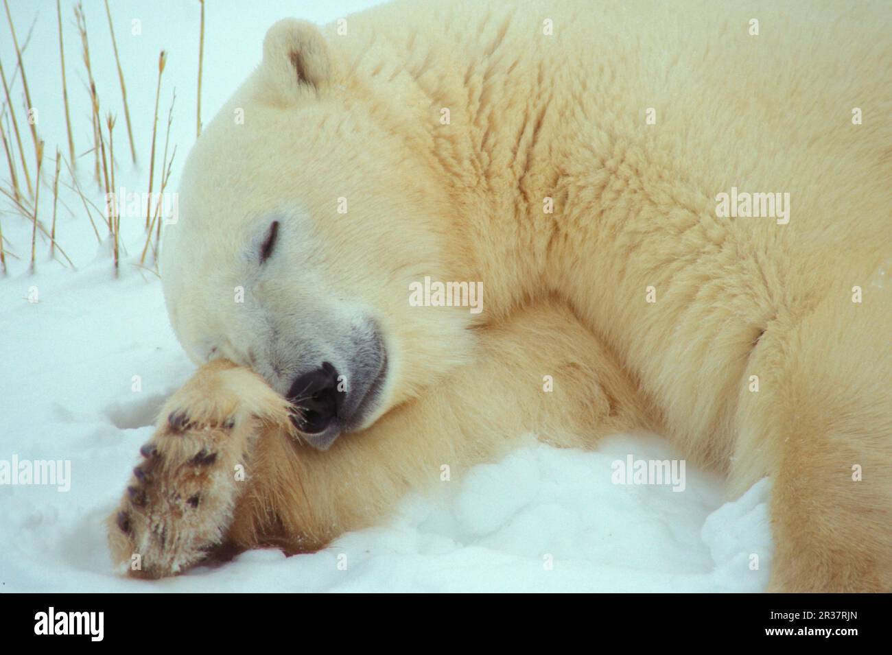 polar bear, polar bears (Ursus maritimus) polar bears Bears, predators ...