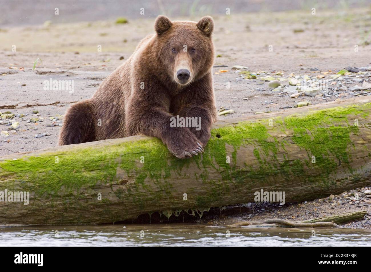 Grizzly bear, grizzly bears (Ursus arctos horribilis), brown bear, brown bears, bears, predators ...