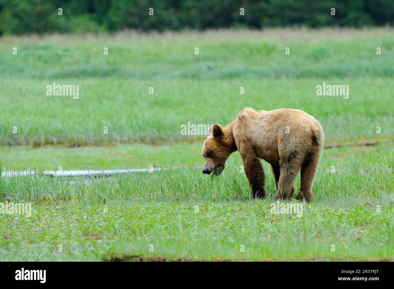 Grizzly bear, grizzly bears (Ursus arctos horribilis), brown bear ...