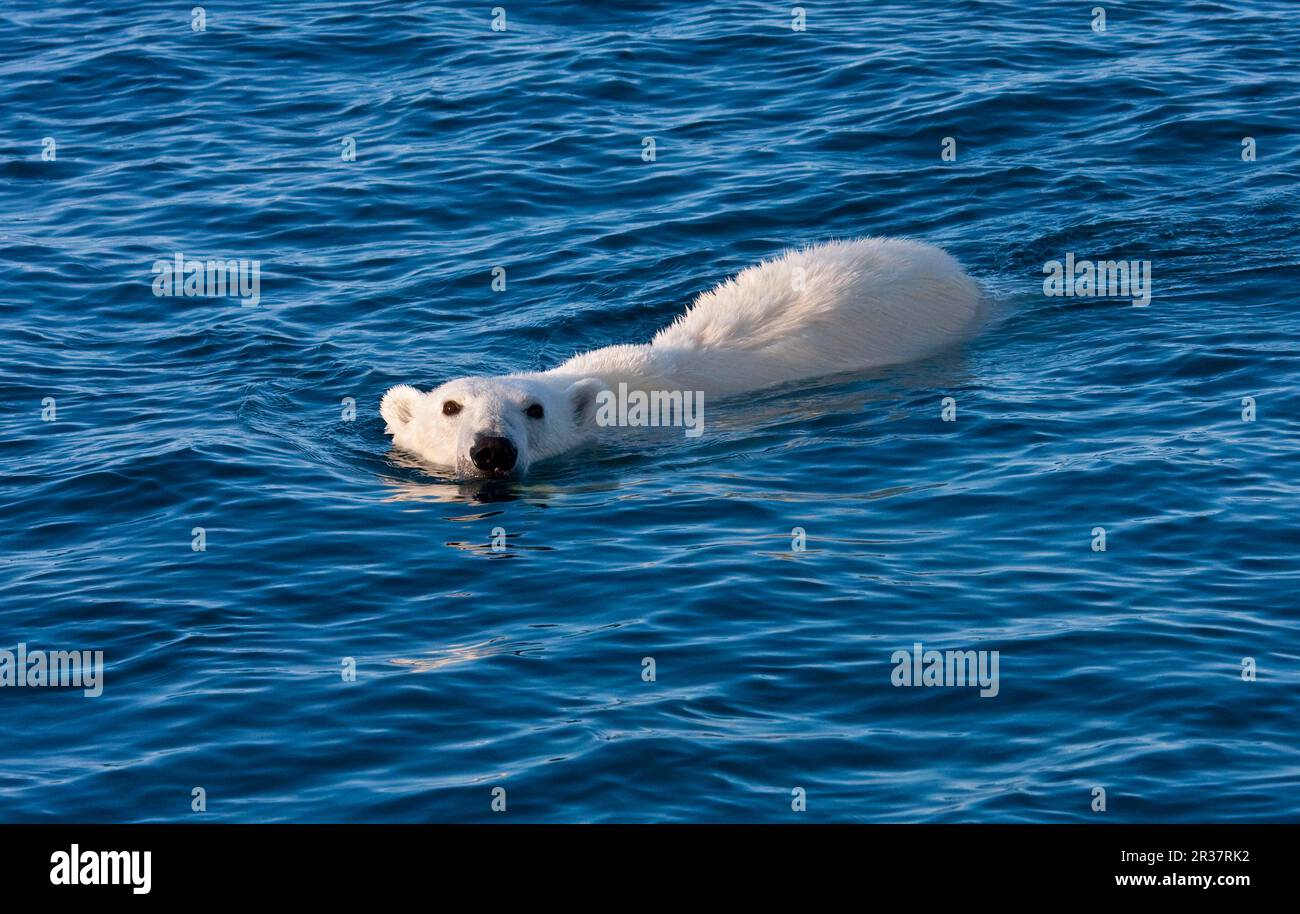 Polar Bear (Ursus maritimus) adult, swimming in open sea, Austfonna ...
