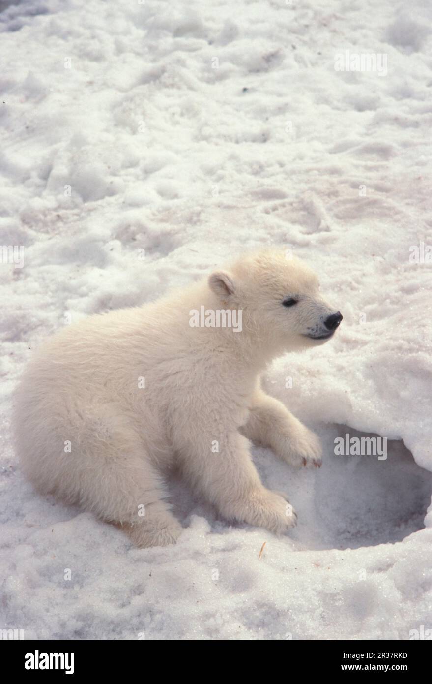 polar bear, polar bears (Ursus maritimus) polar bears Bears, predators ...