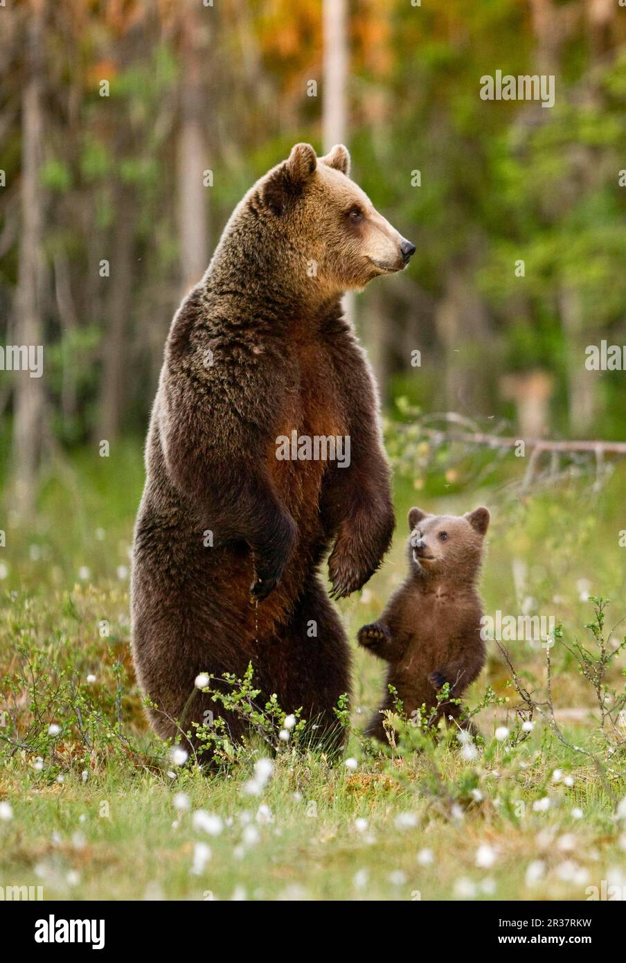 Bear standing on two legs hi-res stock photography and images - Alamy
