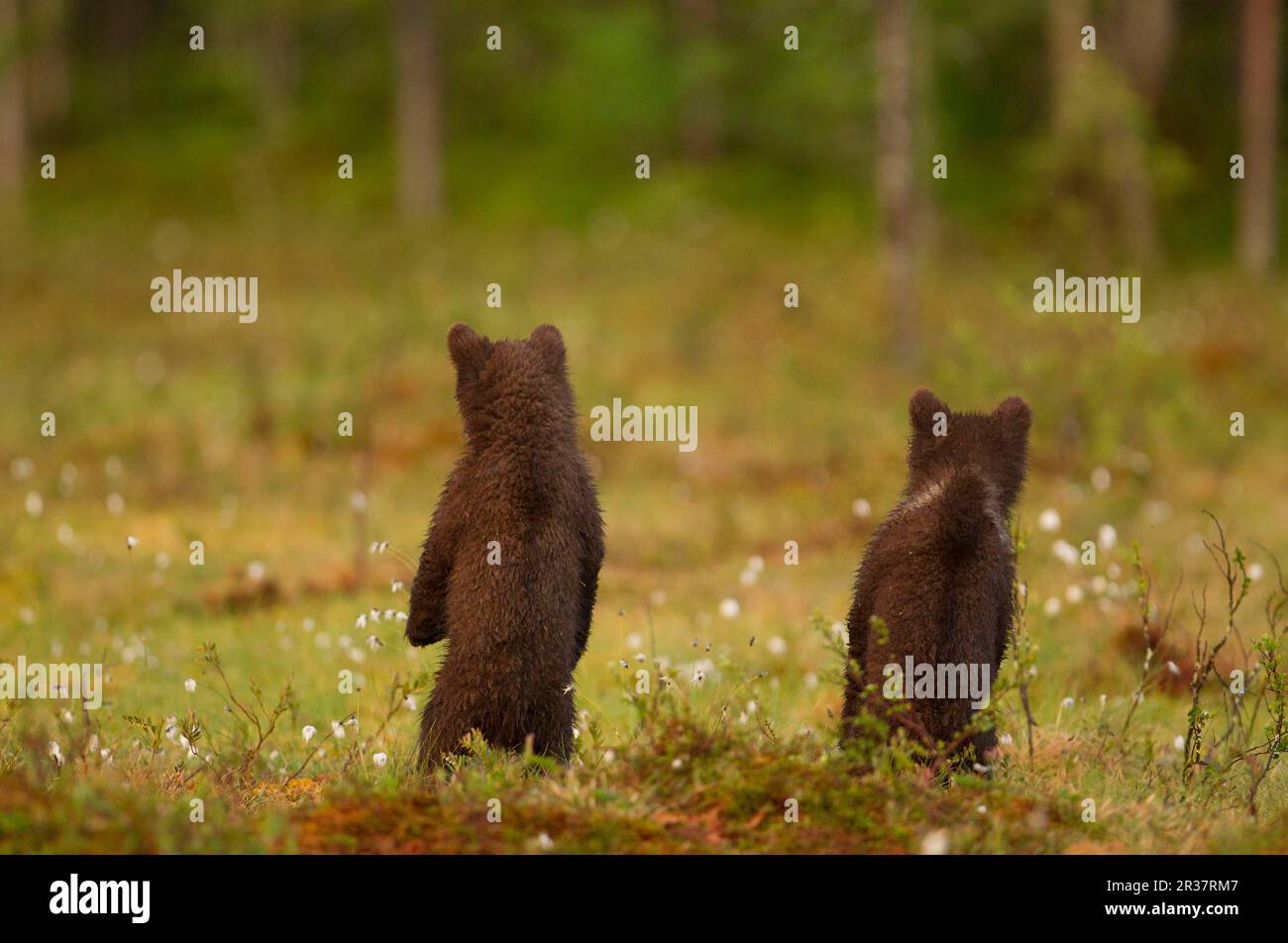 European Brown Bear (Ursus arctos arctos) two six-month old cubs, rear ...