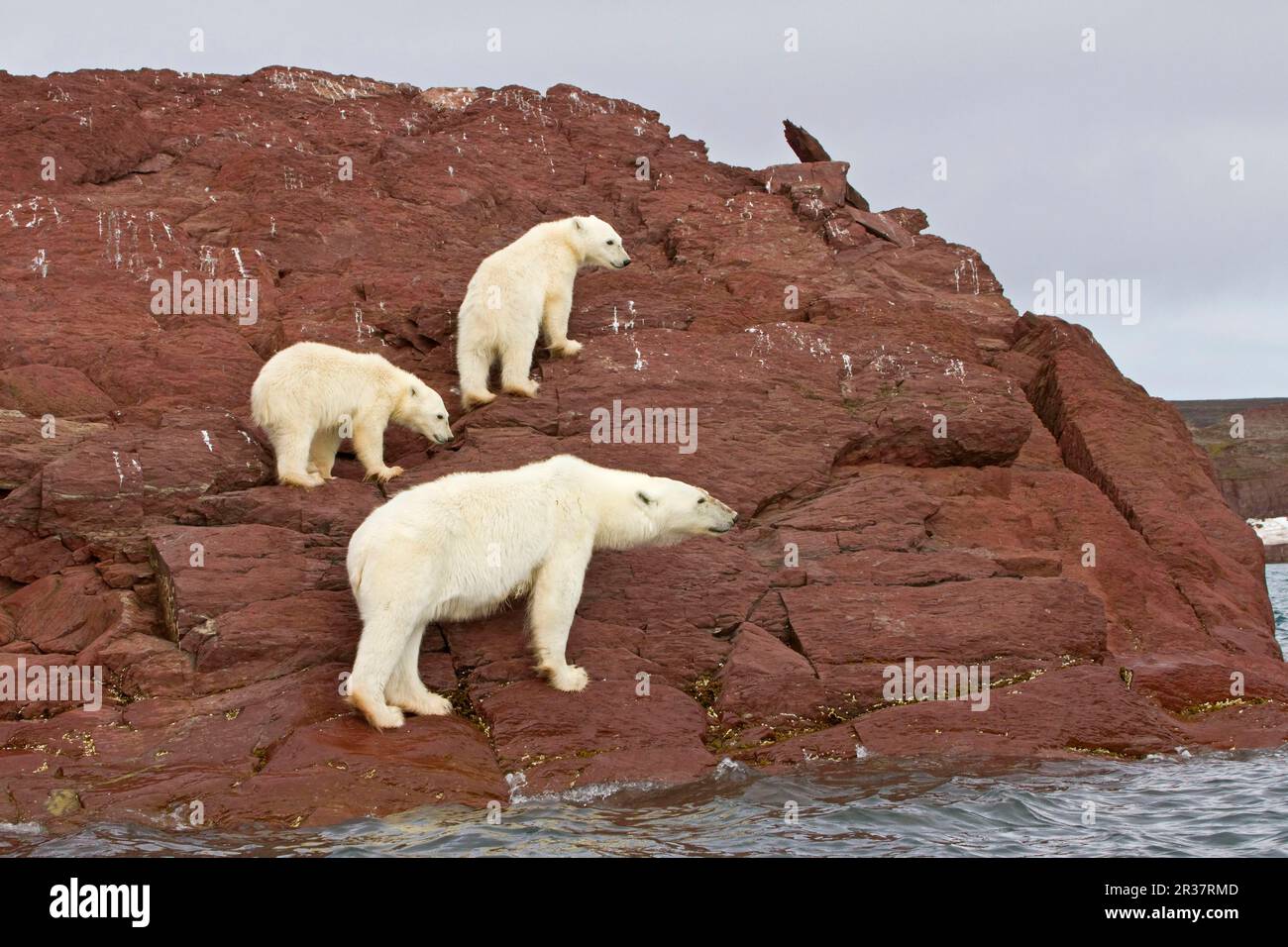 polar bear, polar bears (Ursus maritimus) polar bears Bears, predators ...
