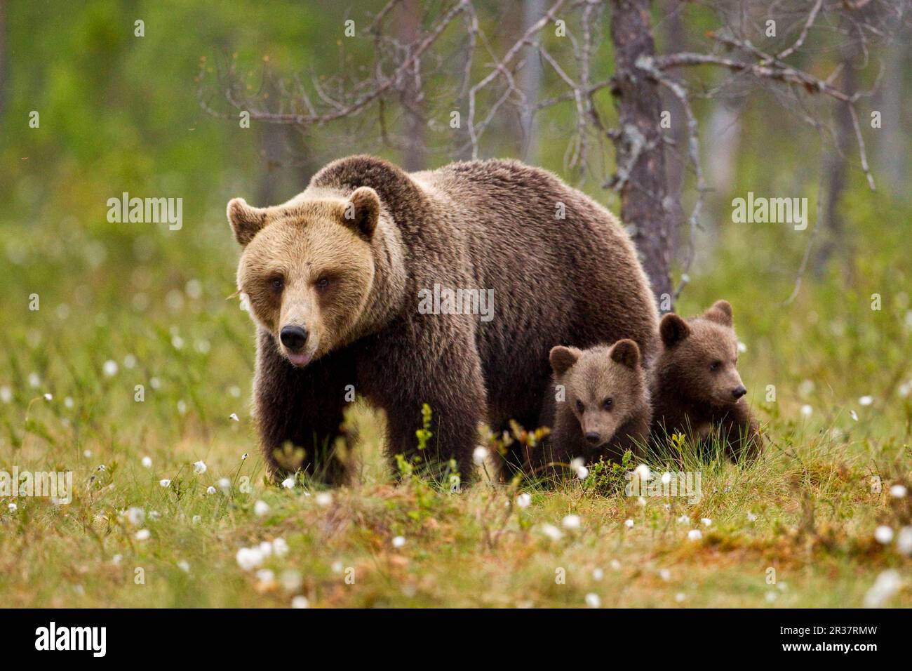 European Brown Bear, european brown bears (Ursus arctos arctos ...