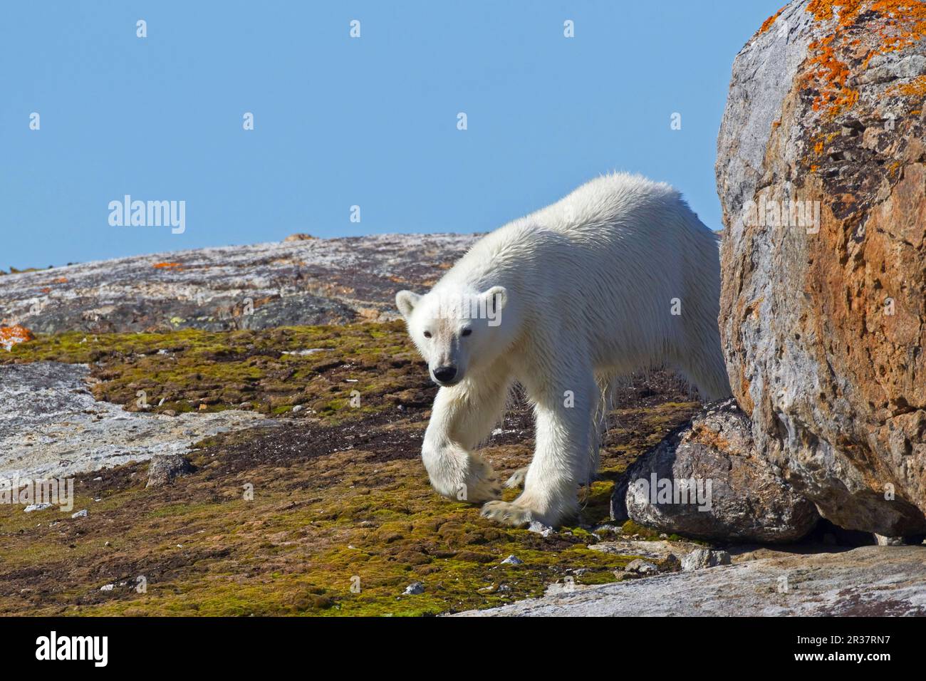 polar bear, polar bears (Ursus maritimus) polar bears bears, predators ...