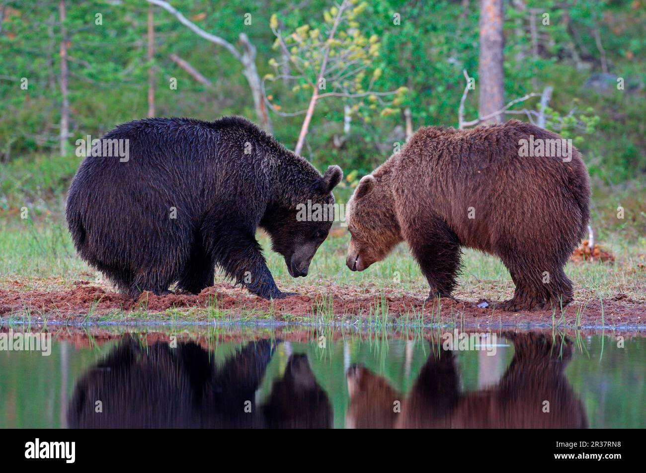 European Brown Bear, european brown bears (Ursus arctos arctos ...