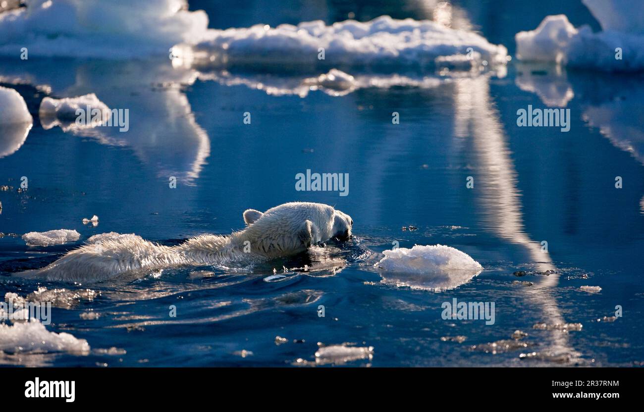 Polar Bear (Ursus maritimus) adult, swimming amongst melting ice ...