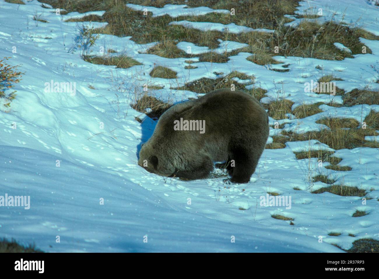 Grizzly Bear, grizzly bears (Ursus arctos horribilis), Brown Bear ...