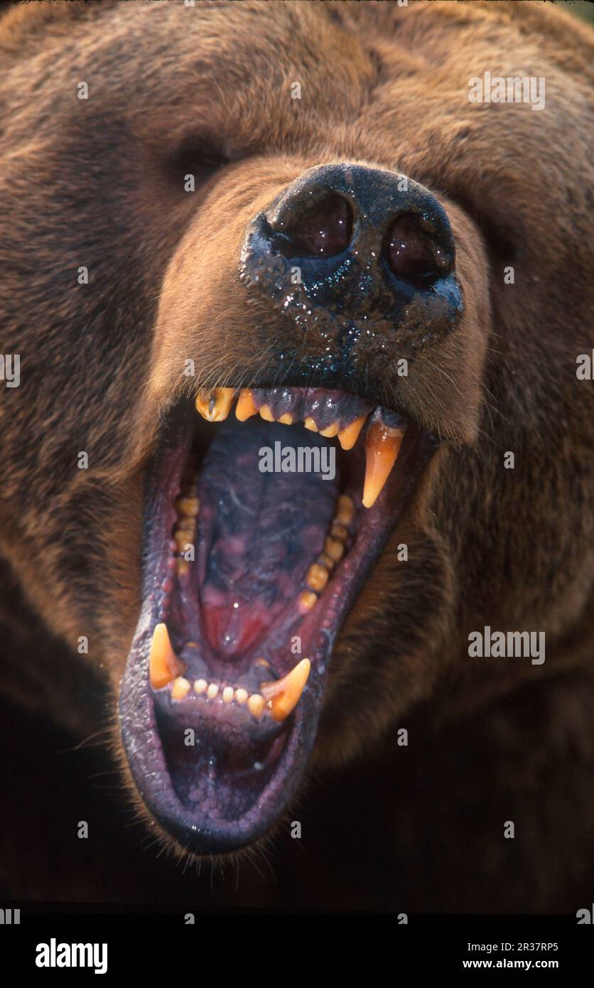 Grizzly bear, grizzly bears, brown bear, brown bears (Ursus arctos ...