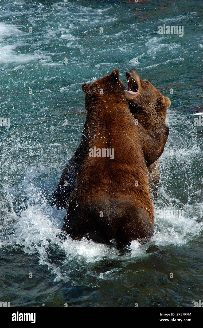European brown bears (Ursus arctos), European Brown Bear, Bears ...