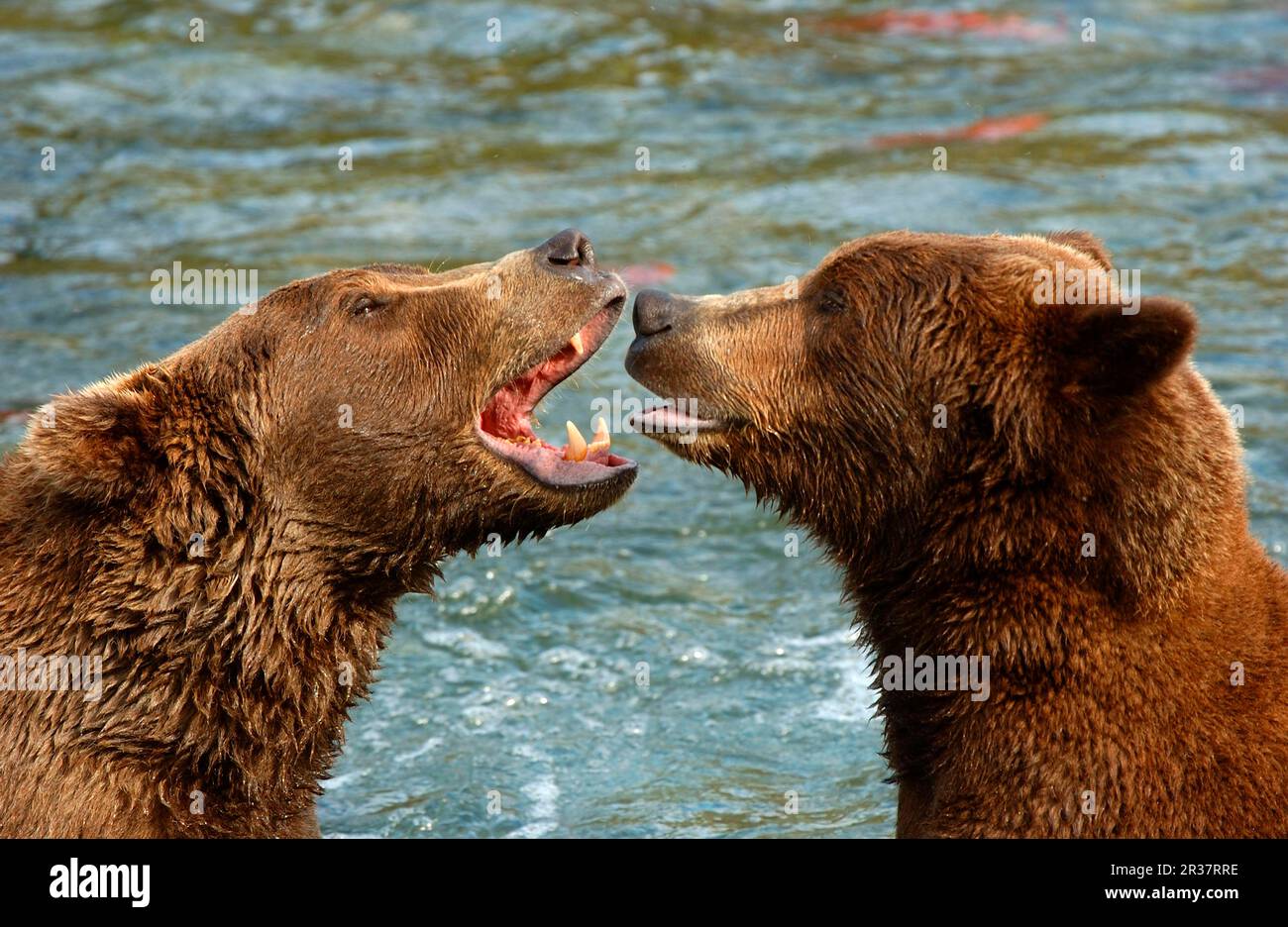 European Brown Bear, European brown bears (Ursus arctos), European ...