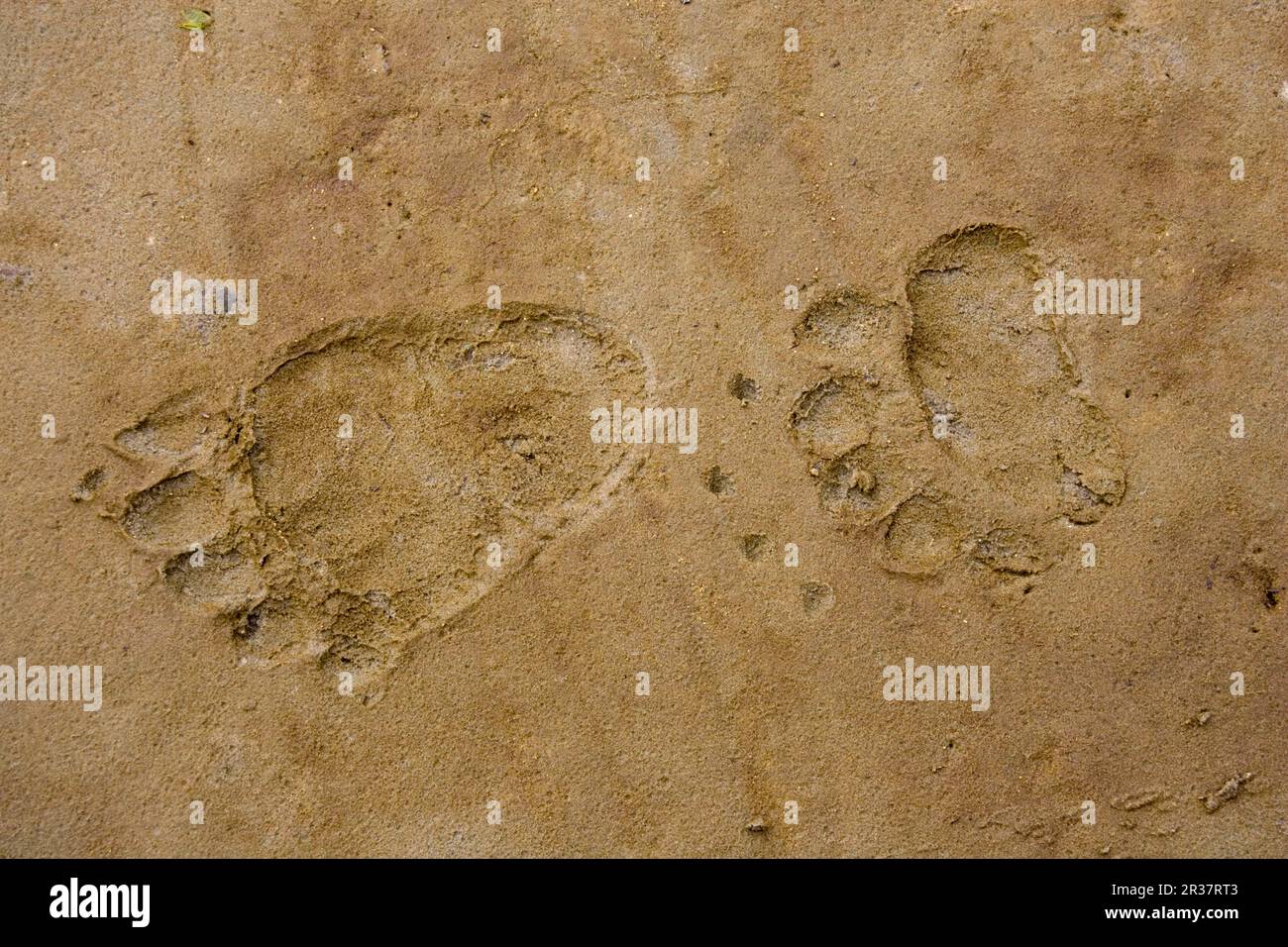Grizzly Bear (Ursus arctos) footprints, Alaska (U.) S. A Stock Photo ...