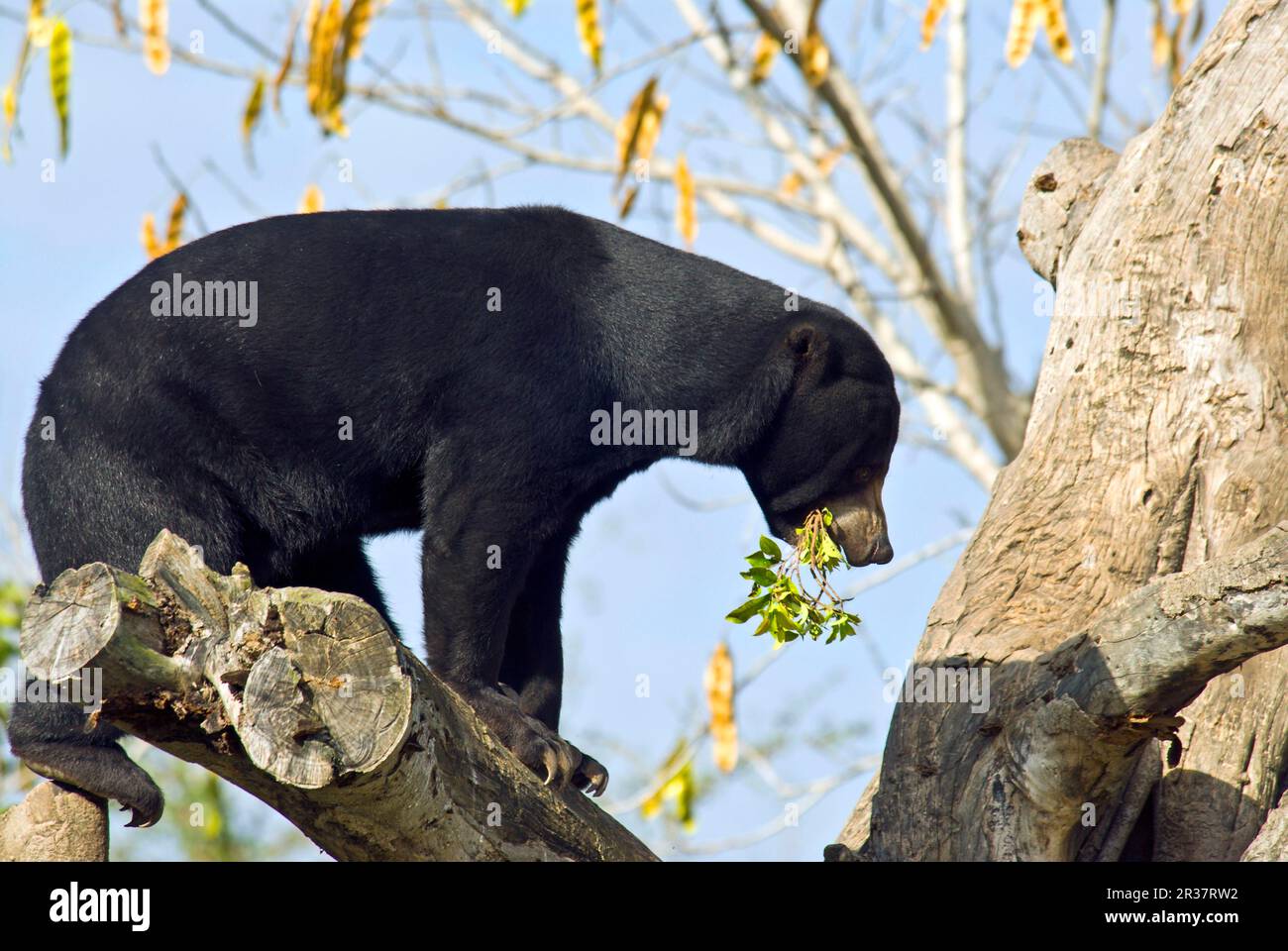 Malayan sun bear (Helarctos malayanus) adult, with leaves in mouth, in ...