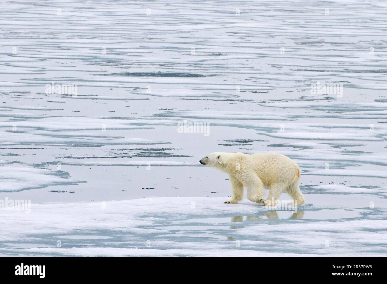 polar bear, polar bears (Ursus maritimus) polar bears bears, predators ...