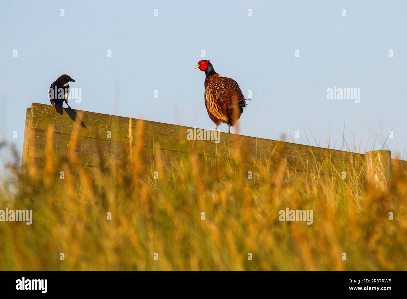 Pheasant (Phasianus colchicus), Common pheasant, European magpie (Pica ...