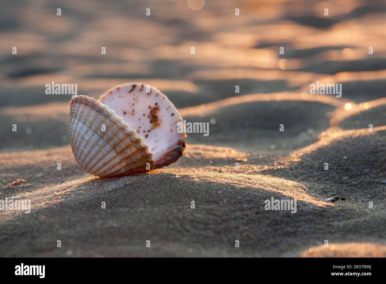 Common common cockle (Cerastoderma edule), North Sea Stock Photo - Alamy