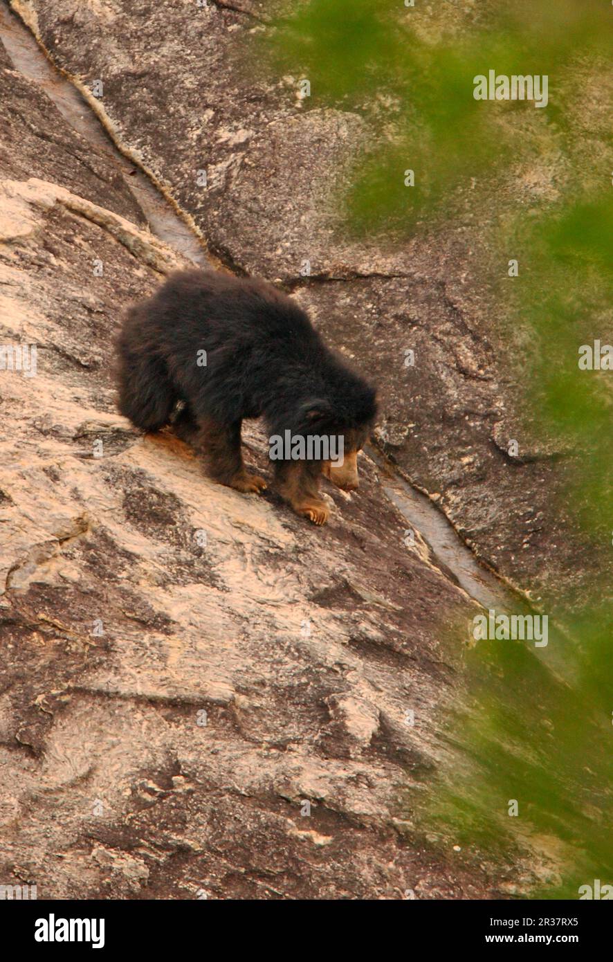 Ursus ursinus, sloth bear, sloth bears (Melursus ursinus), bears ...