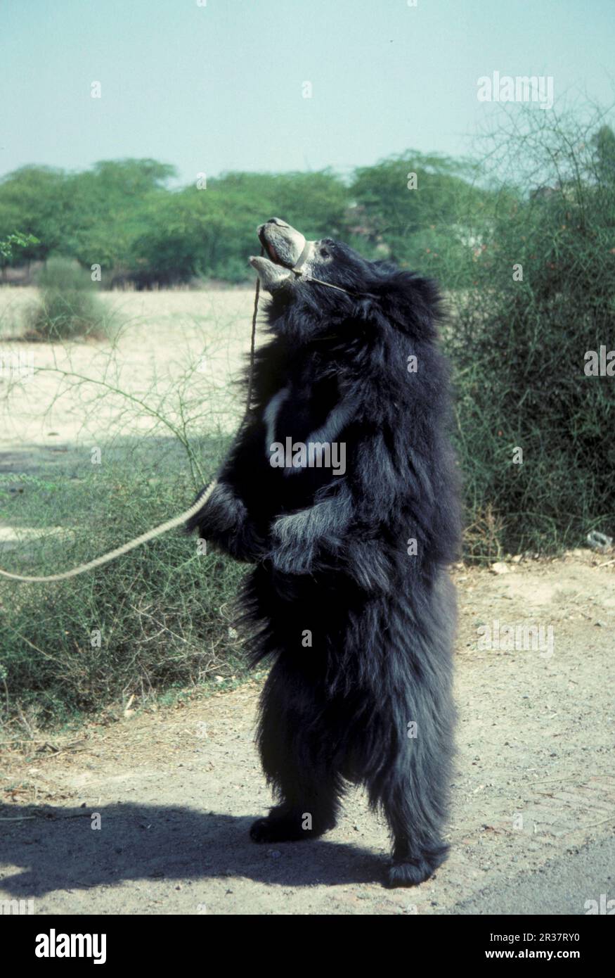 Ursus ursinus, sloth bear, sloth bears (Melursus ursinus), bears ...