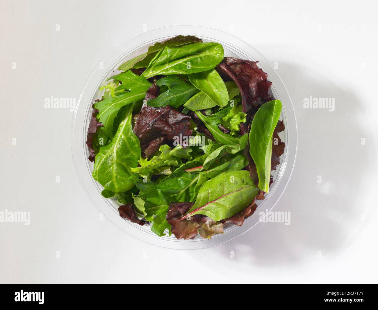 Mixed lettuce leaves in a plastic bowl in front of a white background ...