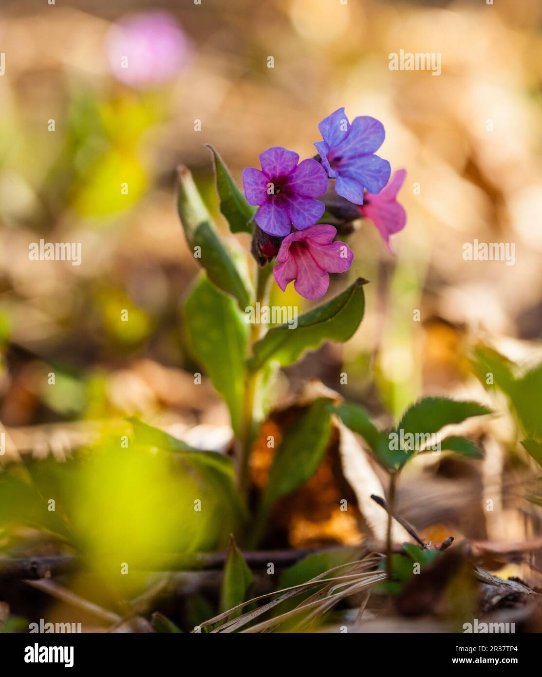 Mary's tears plant Stock Photo - Alamy