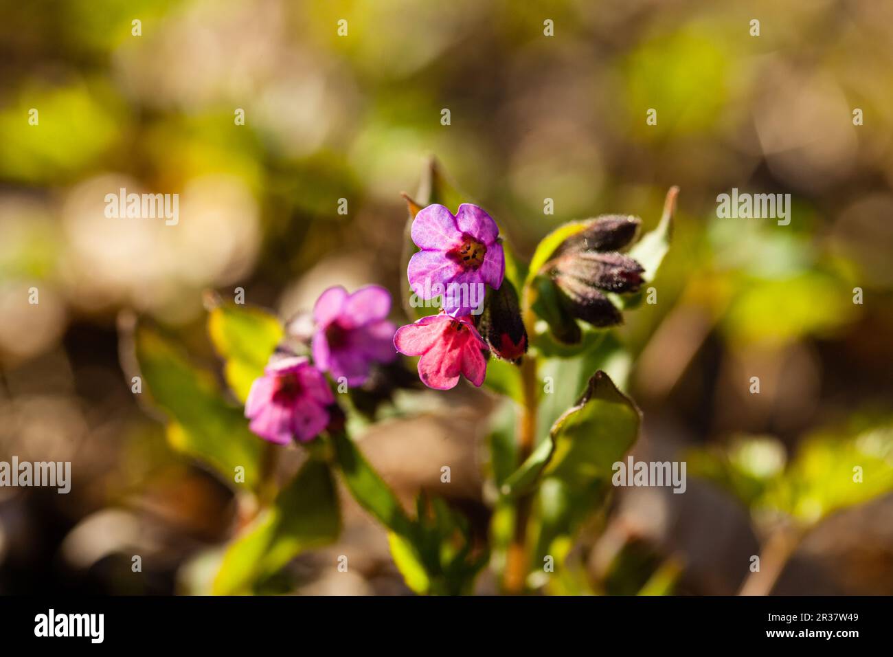 Mary's tears plant Stock Photo - Alamy