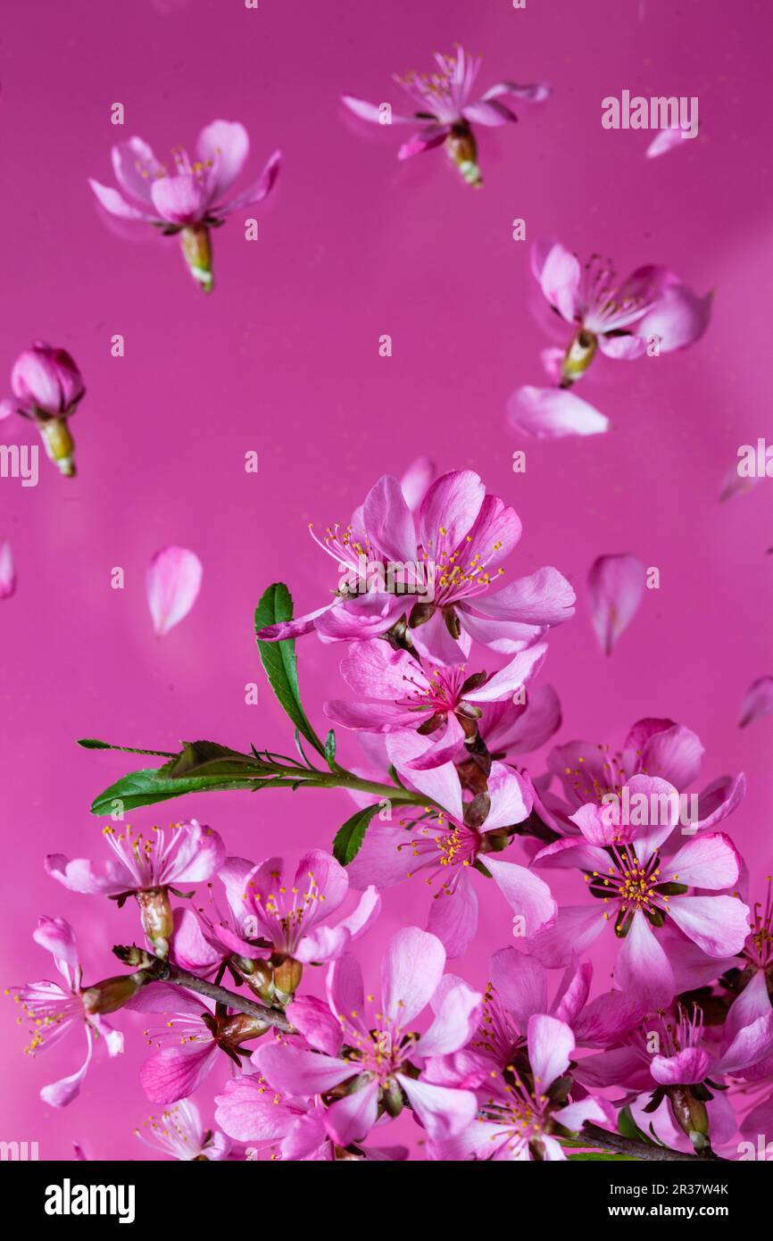 Spring blossom explosion Stock Photo - Alamy