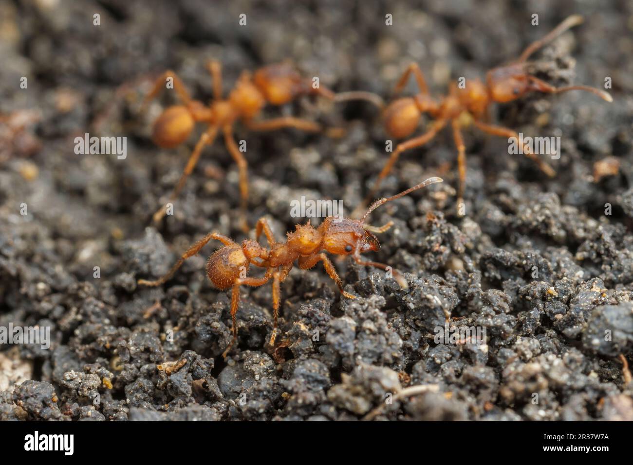 Northern Fungus-farming Ant (Trachymyrmex septentrionalis) workers ...