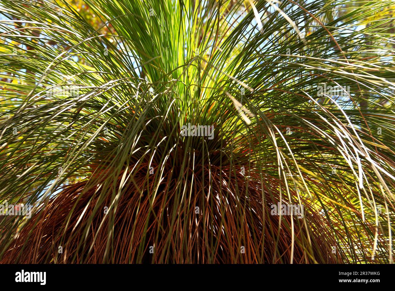 Grass tree xanthorrhoea hi-res stock photography and images - Alamy