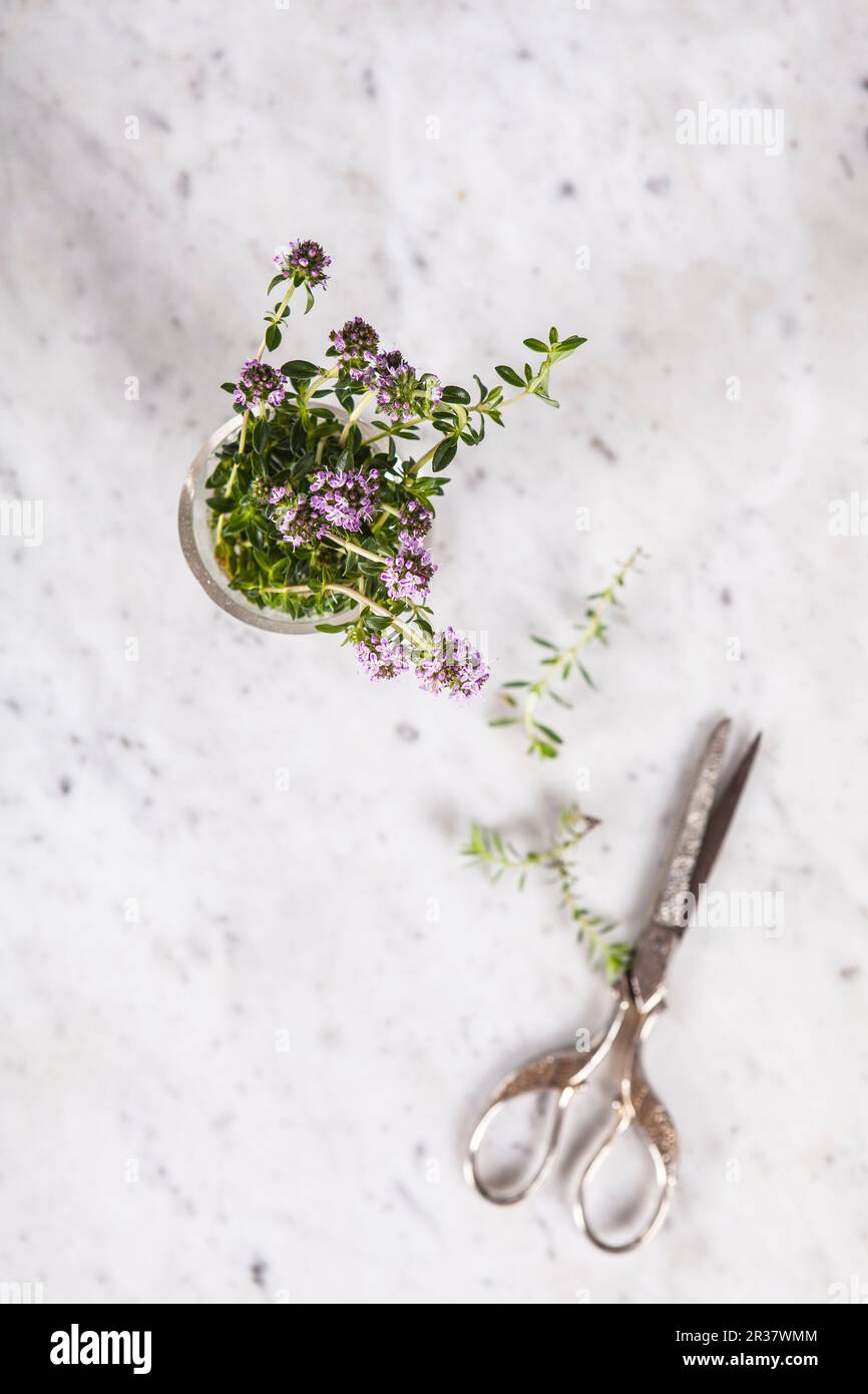 Fresh flowering summer savory in a glass jar (top view Stock Photo - Alamy