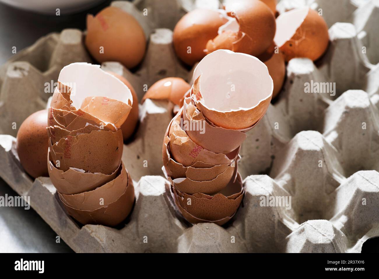 Scale shells hi-res stock photography and images - Alamy