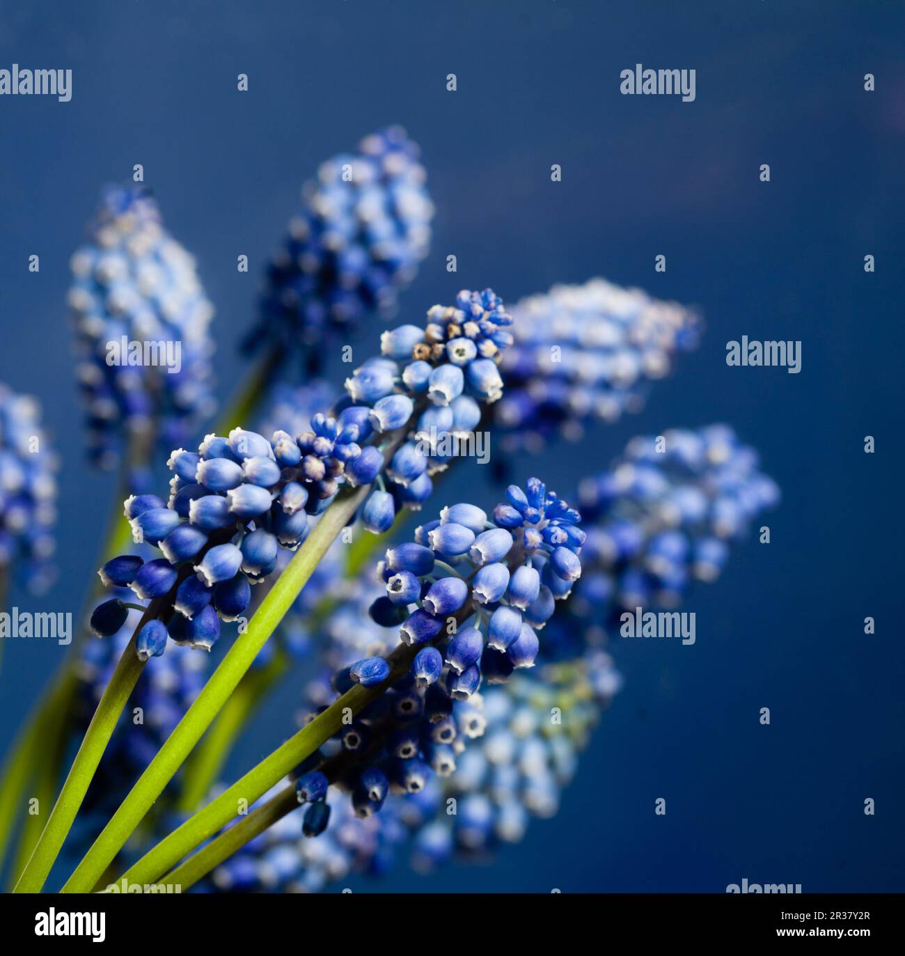 Muskari flower hi-res stock photography and images - Alamy