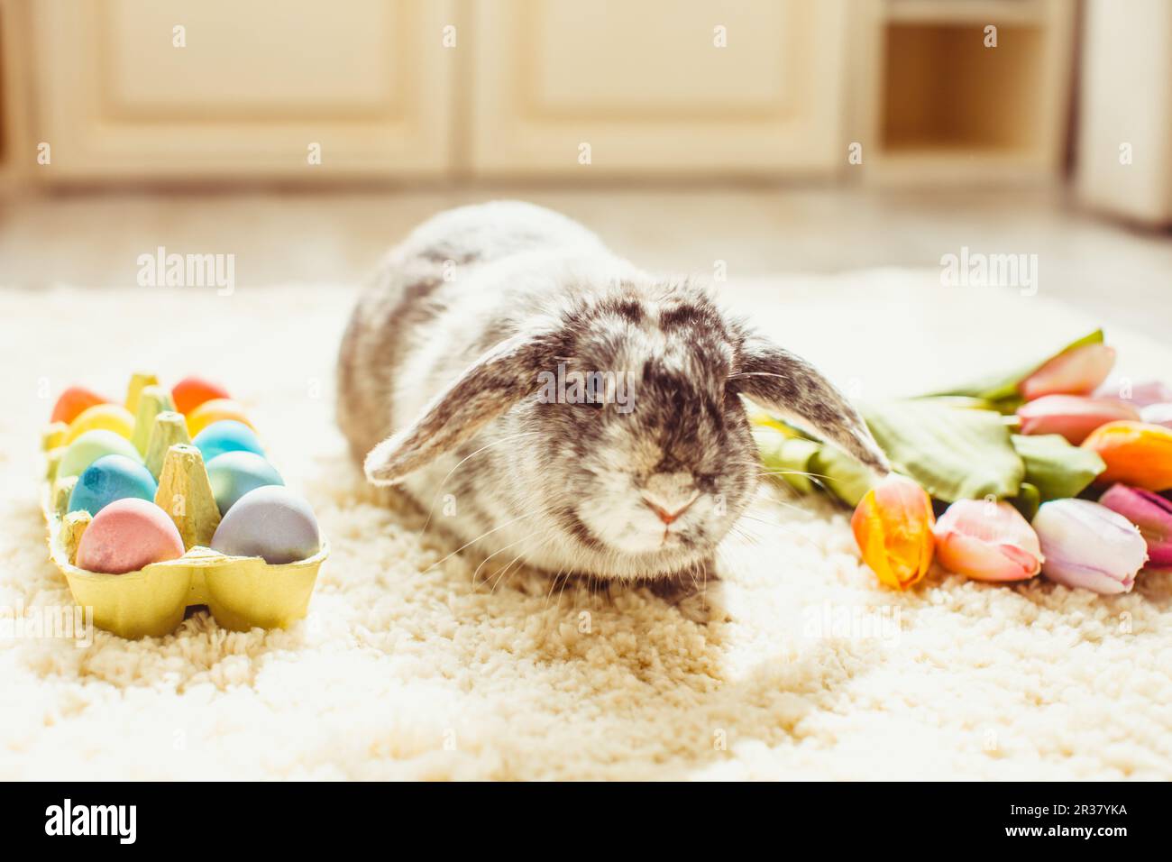 Rabbit room hi-res stock photography and images - Alamy