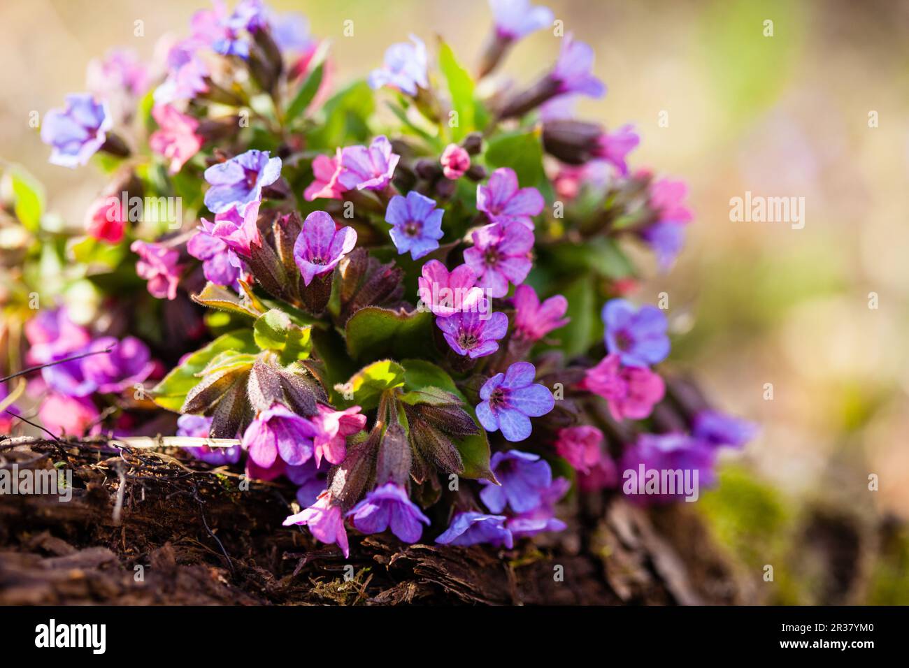 Mary's tears plant Stock Photo - Alamy
