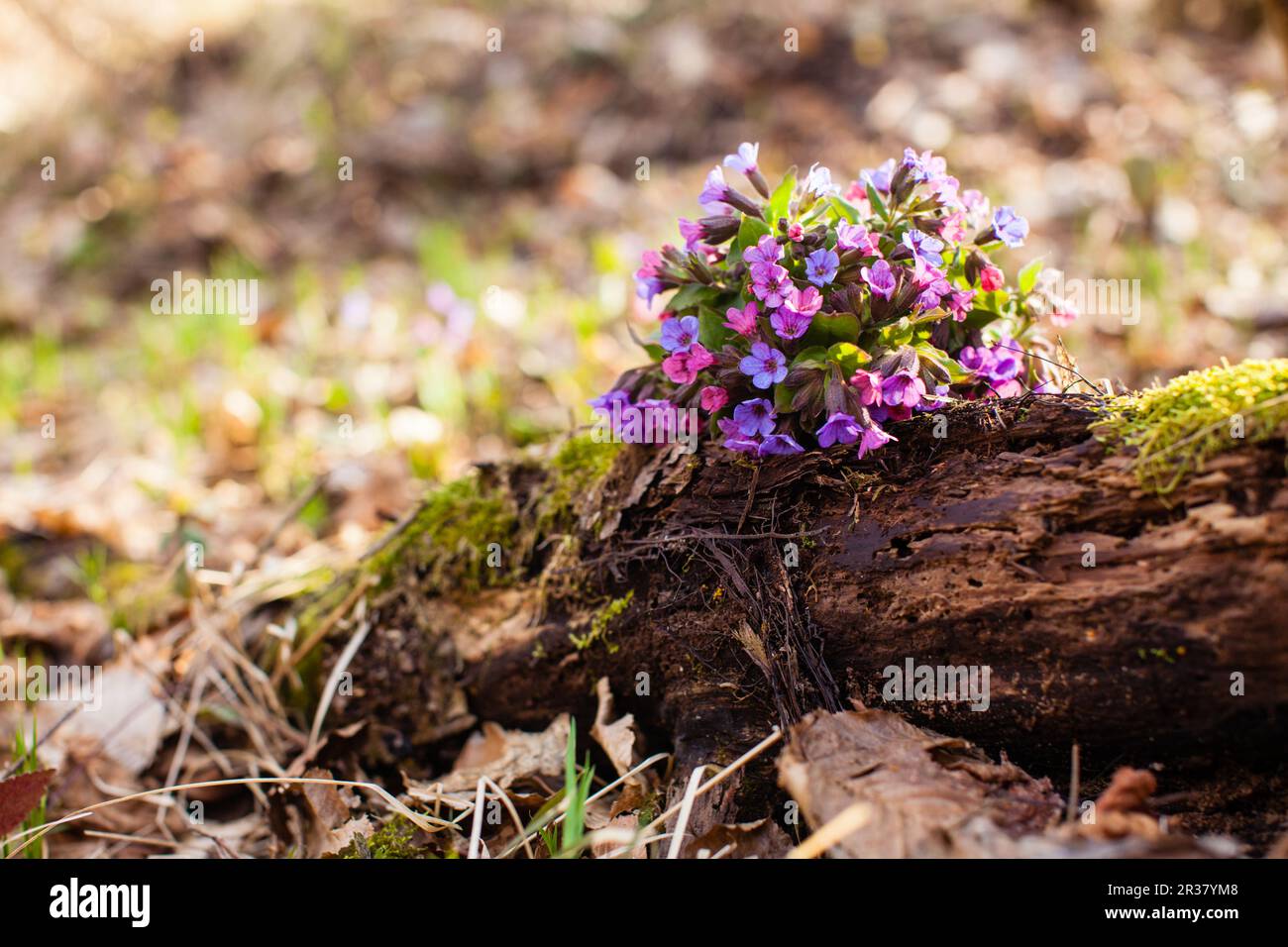 Mary's tears plant Stock Photo - Alamy