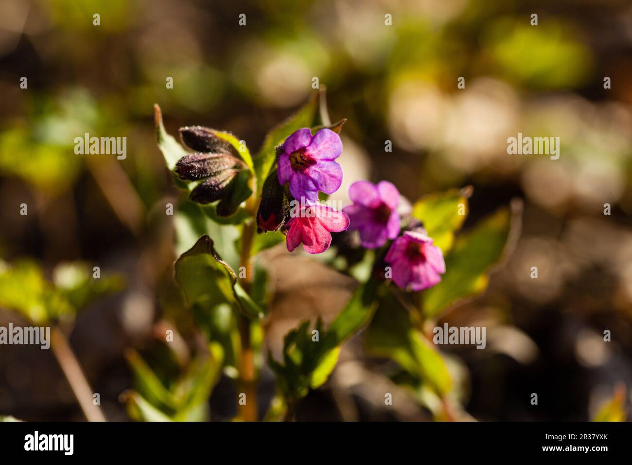 Mary's tears plant Stock Photo - Alamy