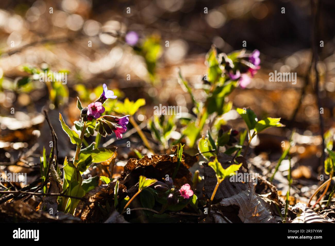 Mary's tears plant Stock Photo - Alamy