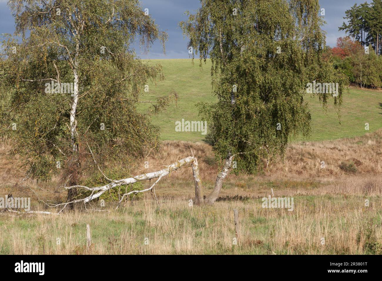 Broken birch hi-res stock photography and images - Alamy