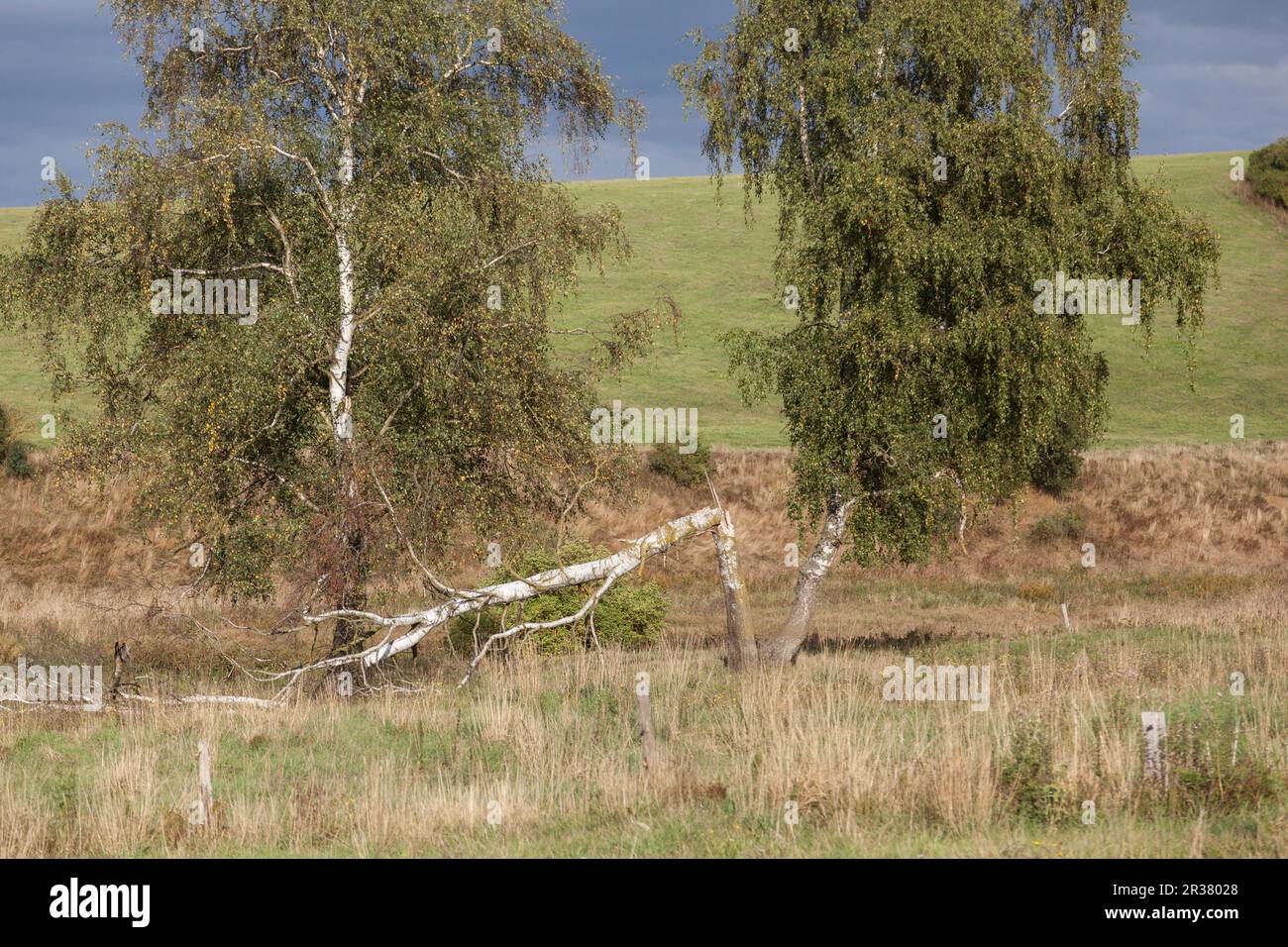 Broken birch hi-res stock photography and images - Alamy