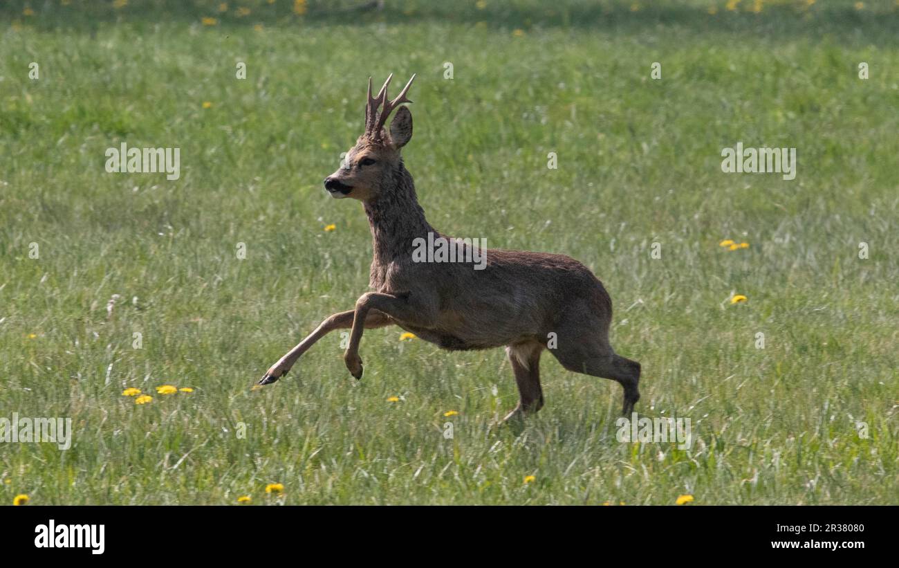 Roebuck horns hi-res stock photography and images - Alamy