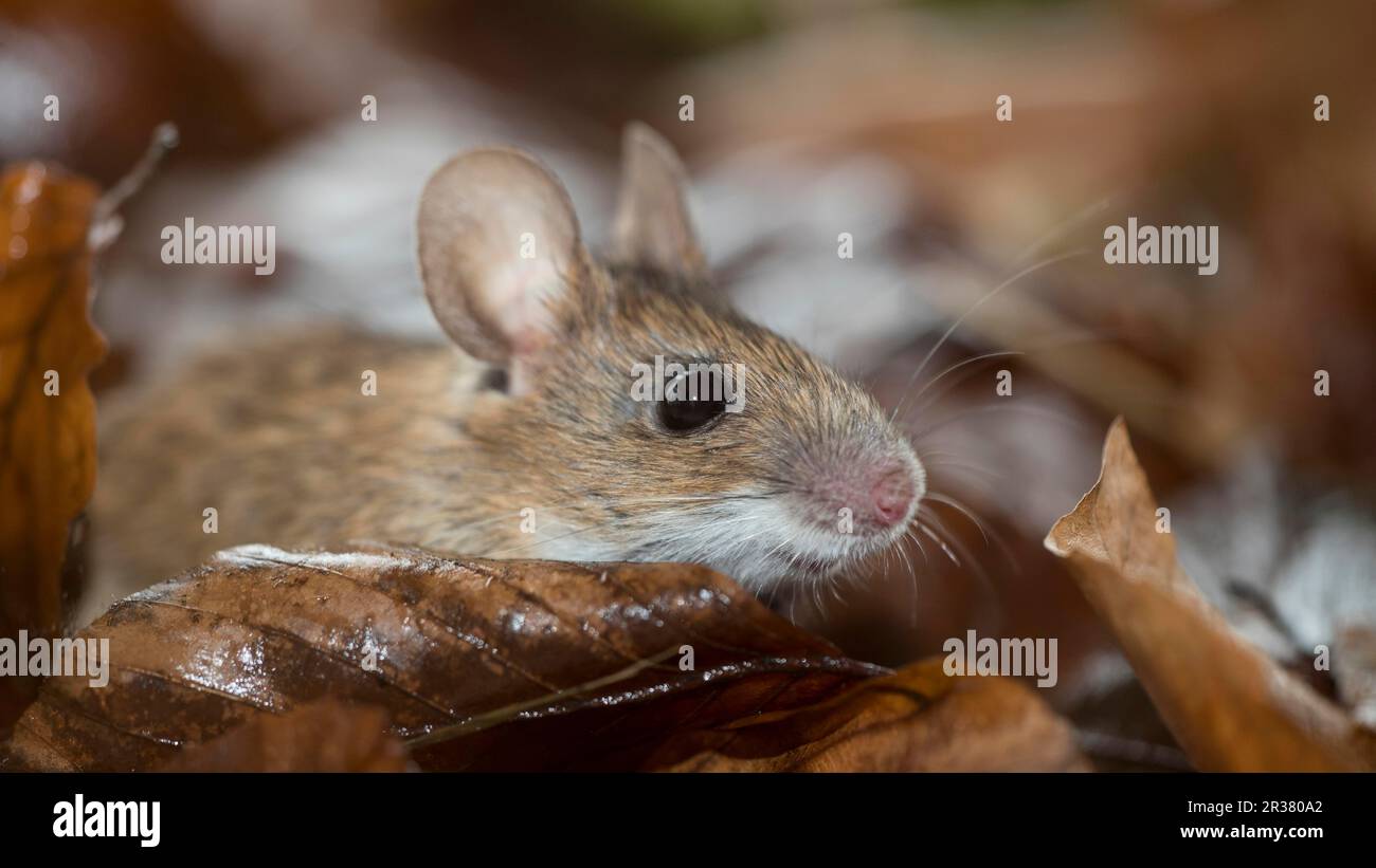 Old mouse animal hi-res stock photography and images - Alamy