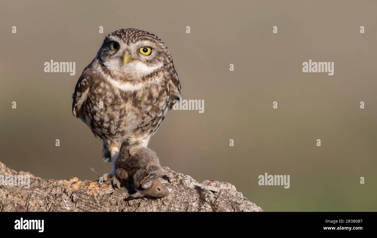 Little Owl with captured mouse Stock Photo - Alamy