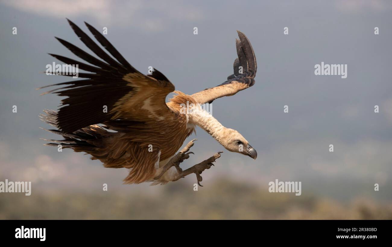 Landing bird hi-res stock photography and images - Alamy