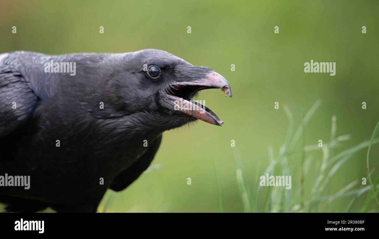 Raven looking at you hi-res stock photography and images - Alamy
